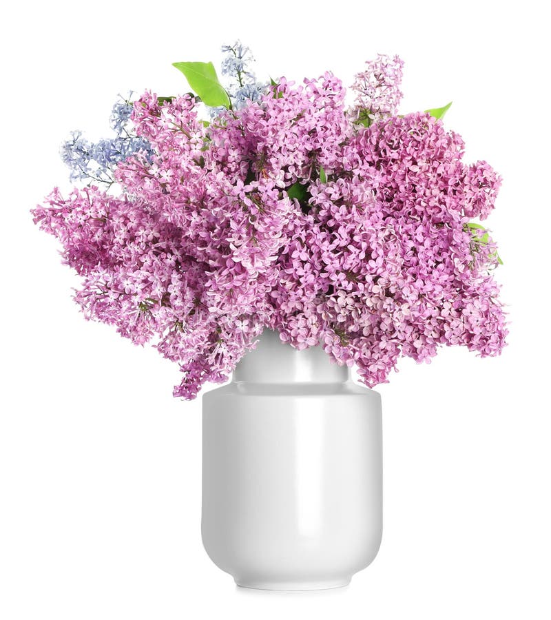 Beautiful Lilac Flowers in Vase Isolated on White Stock Image - Image ...