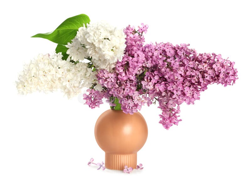Beautiful Lilac Flowers in Vase Isolated on White Stock Photo - Image ...