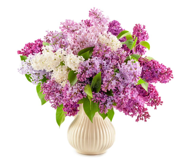 Beautiful Lilac Flowers in Vase Isolated on White Stock Photo - Image ...
