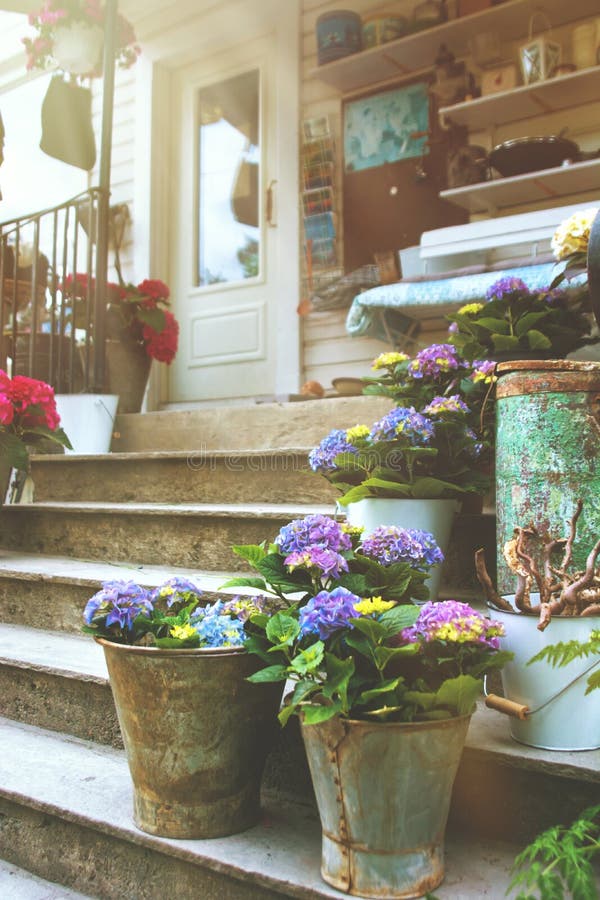 Beautiful Lilac Hydrangeas in Iron Buckets on the Stairs Stock Photo ...