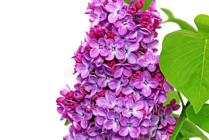 Beautiful Lilac . Isolated Over White . Stock Image - Image of branch ...