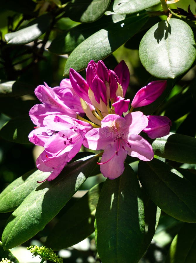 Beautiful Lilac Rhododendron Flower in the Garden Stock Photo - Image ...