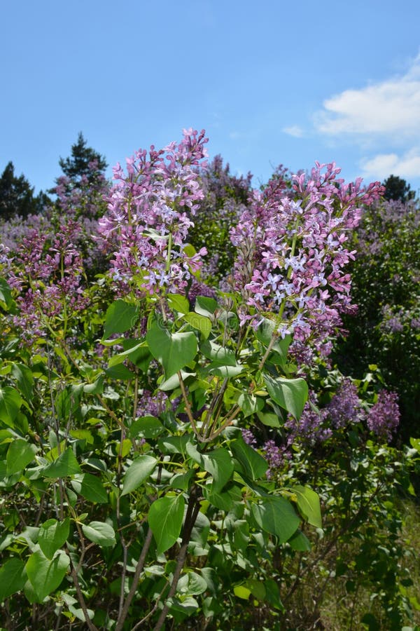 Beautiful Lilac! Smell of Spring! Stock Photo - Image of field, spring ...