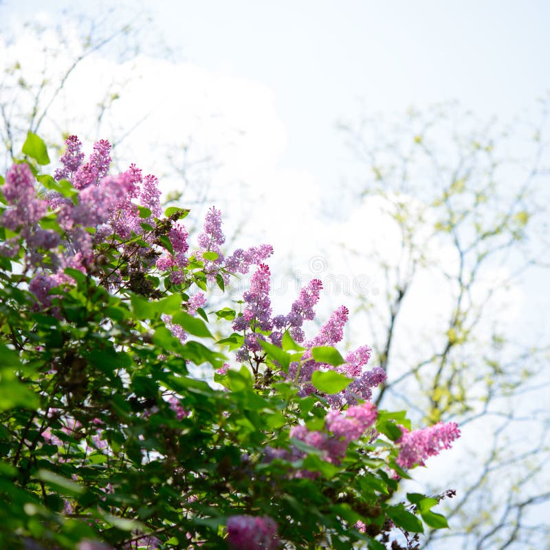 Beautiful Lilac Tree with Flowers Over Bright Sky Stock Image - Image ...