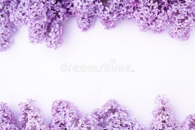 The Beautiful Lilac on a White Background. Horizontal Composition ...