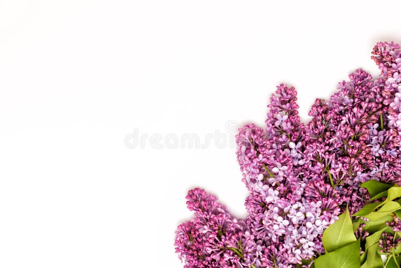 The Beautiful Lilac on White Background. Place To Insert Text. Spring ...