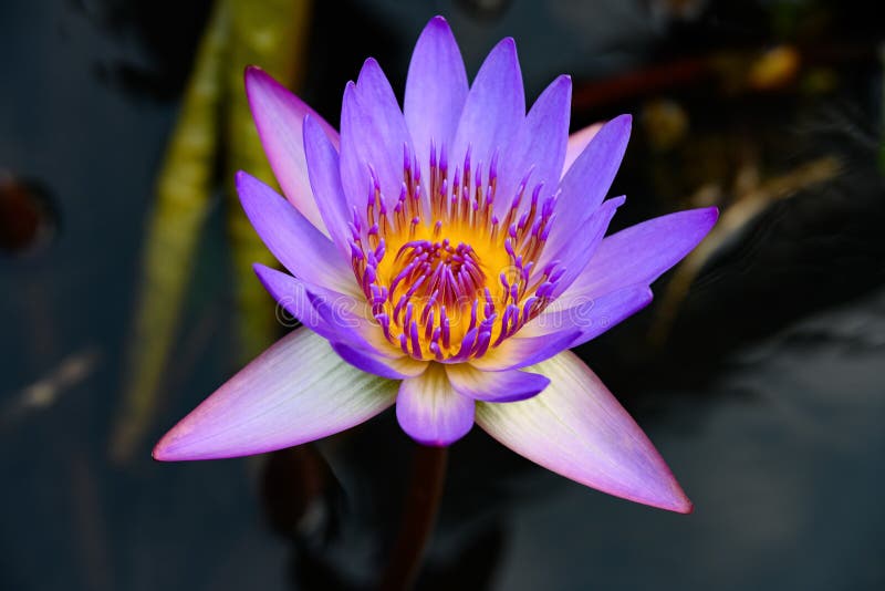 Beautiful lilac stock image. Image of colored, botany - 176617295