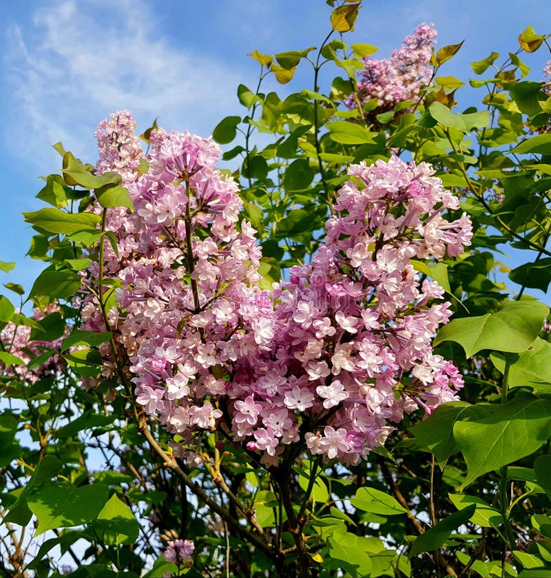 Beautiful Lilacs Over Blue Sky. Stock Photo - Image of blue, summer ...