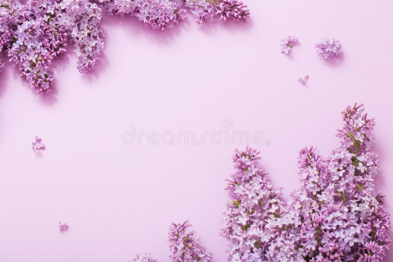 Beautiful Lilac on Paper Background Stock Photo - Image of gift, floral ...