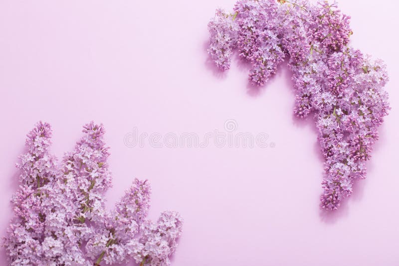 Beautiful Lilac on Paper Background Stock Image - Image of flatay ...