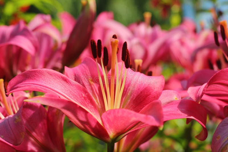 Beautiful Lilies Closeup in the Garden Stock Image - Image of energy ...