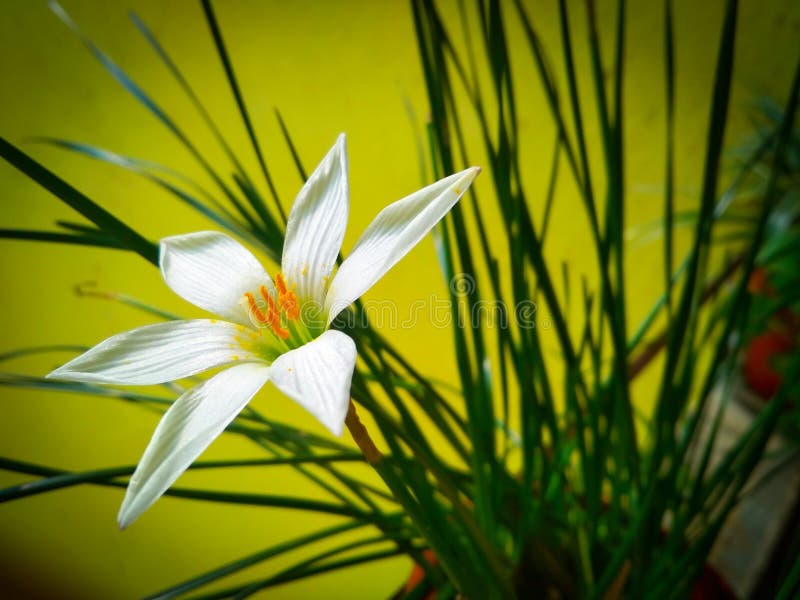 Beautiful lilli Flowers stock image. Image of beautiful - 127705691