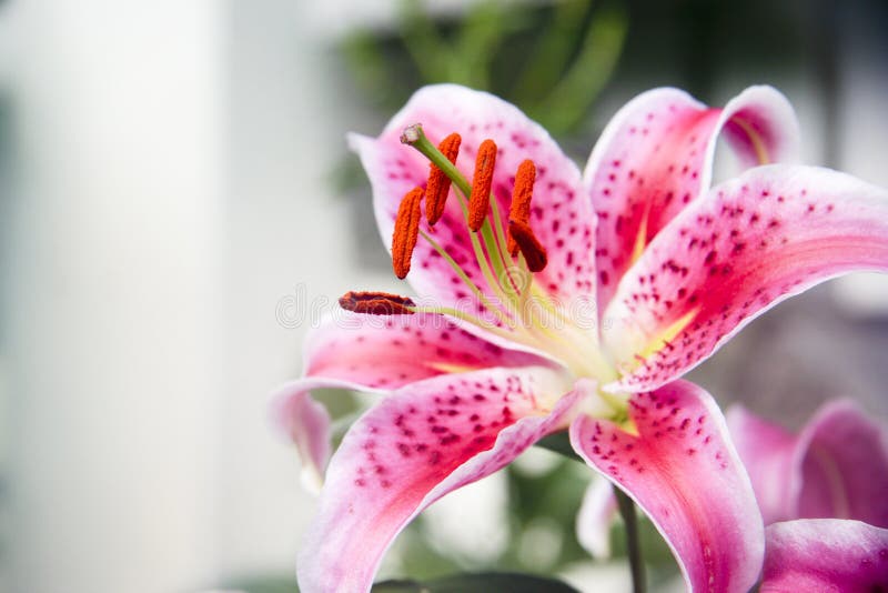 Beautiful lilly stock image. Image of flower, elegant - 15740215