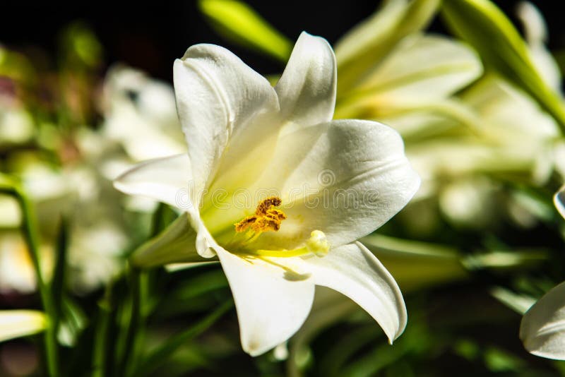 Beautiful lilly stock photo. Image of summer, plant, beautiful - 91060906