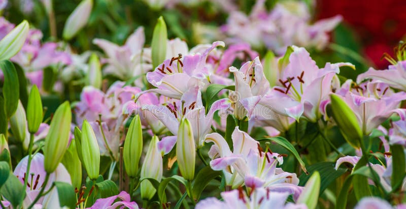 Beautiful lilly flower. stock photo. Image of bouquet - 29886502