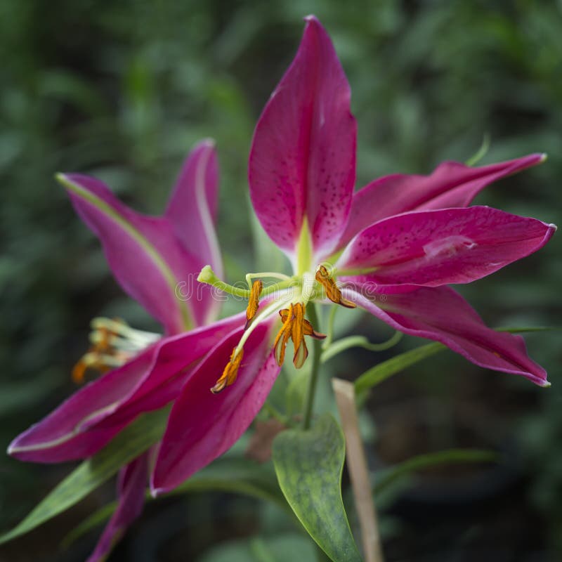 Beautiful lilly stock photo. Image of blur, violet, lilly - 64486550