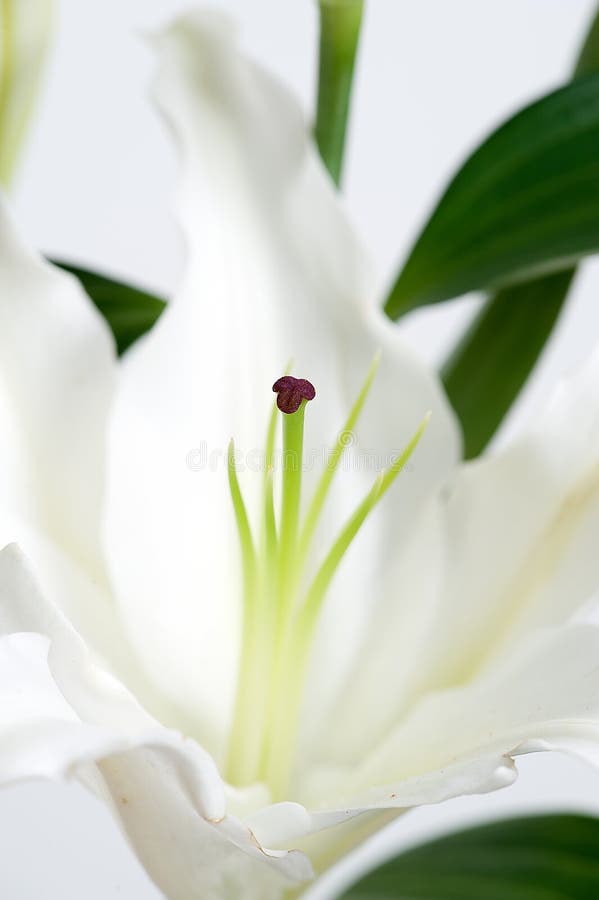 Beautiful lily stock image. Image of fresh, flora, flower - 13472467