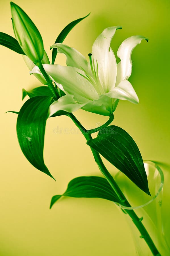 Beautiful lily stock image. Image of delightful, beautiful - 13472469