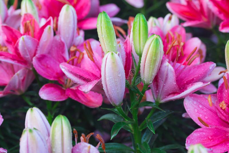 Beautiful lily stock image. Image of lily, plant, bloom - 64695839