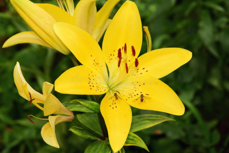 Beautiful lily stock photo. Image of mirror, close, multicolor - 74247500