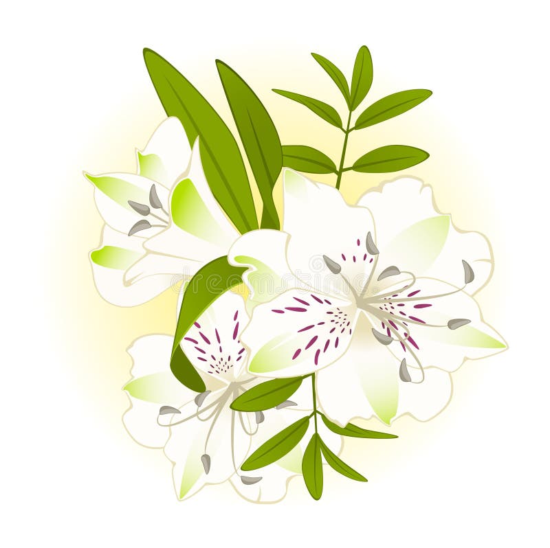 Beautiful Lily Design Element Stock Vector - Illustration of design ...