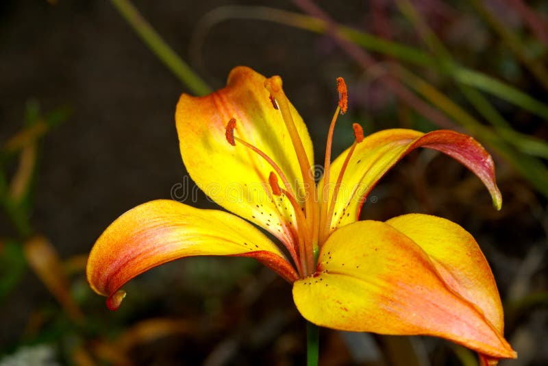 Beautiful lily flower stock photo. Image of stamen, pistil - 25884960