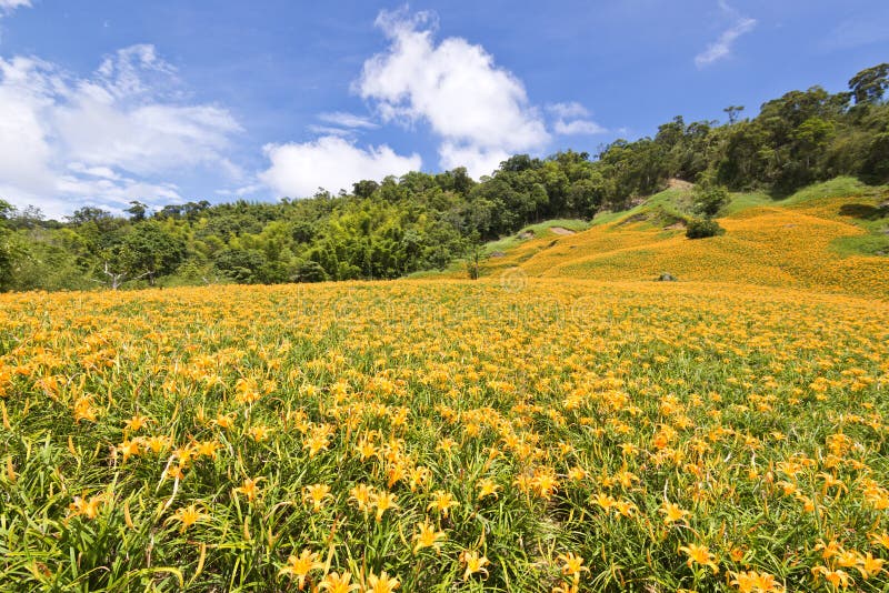 Beautiful Lily Flower Fields in Hualien, Taiwan Stock Photo - Image of ...