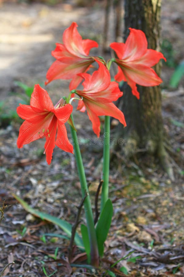 Beautiful Lily Flower in Lily Flower Garden Stock Image - Image of ...