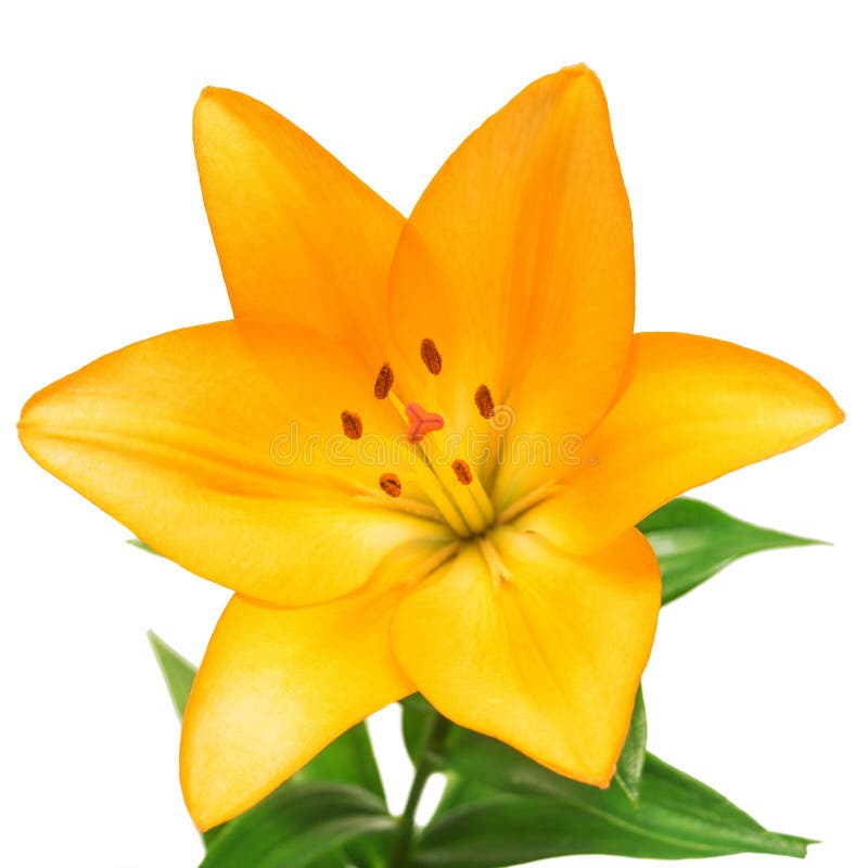 Beautiful Lily Flower Yellow Stock Photo - Image of celebration, flower ...