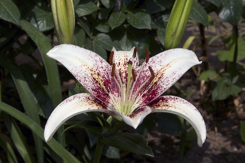 Beautiful lily stock photo. Image of mirror, close, multicolor - 74247500