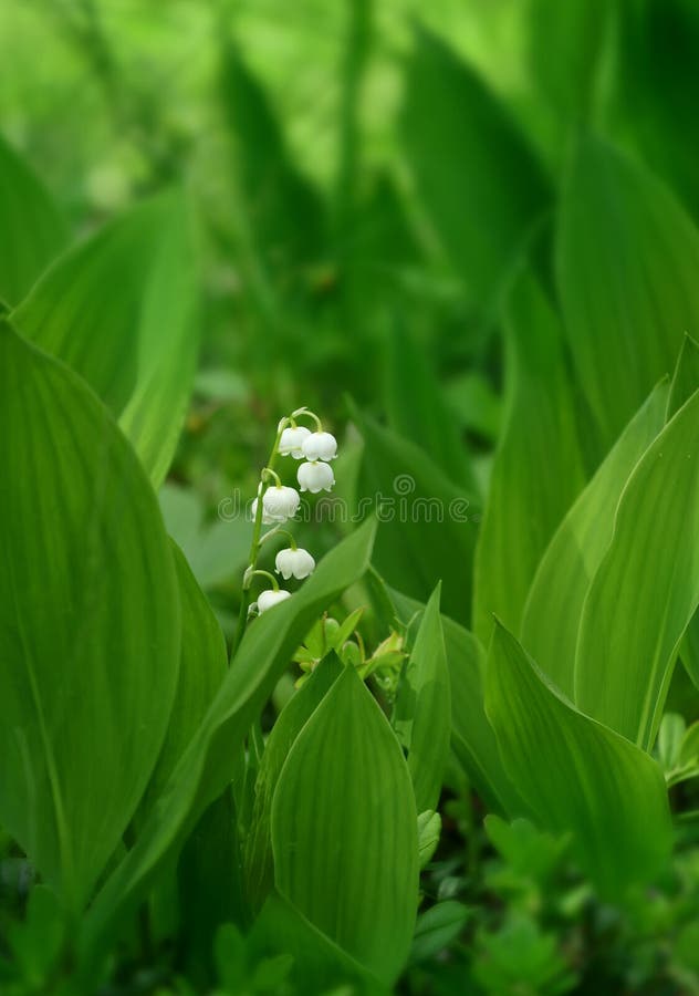 Beautiful Lily of the Valley Blossoming Stock Image - Image of ...