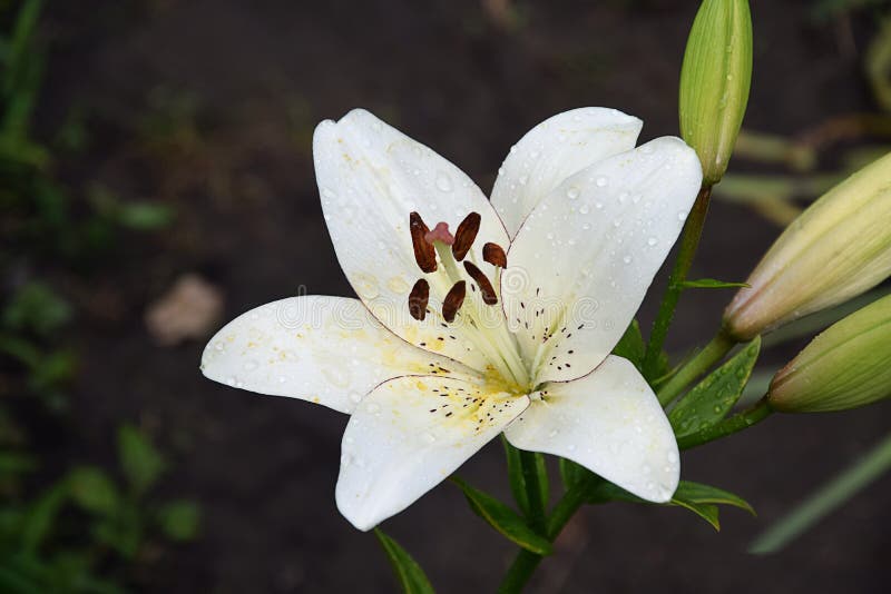 Beautiful lily stock photo. Image of mirror, close, multicolor - 74247500