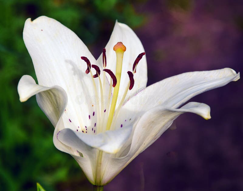 Beautiful lily stock photo. Image of mirror, close, multicolor - 74247500