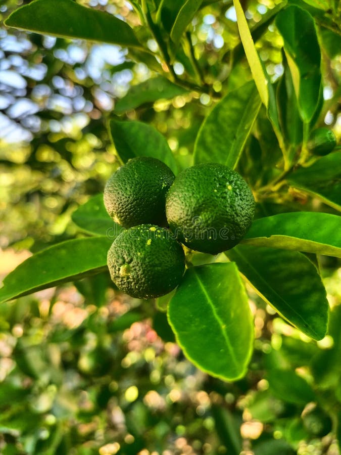 Beautiful Lime Fruit with Green Environment at Backyard Stock Photo ...