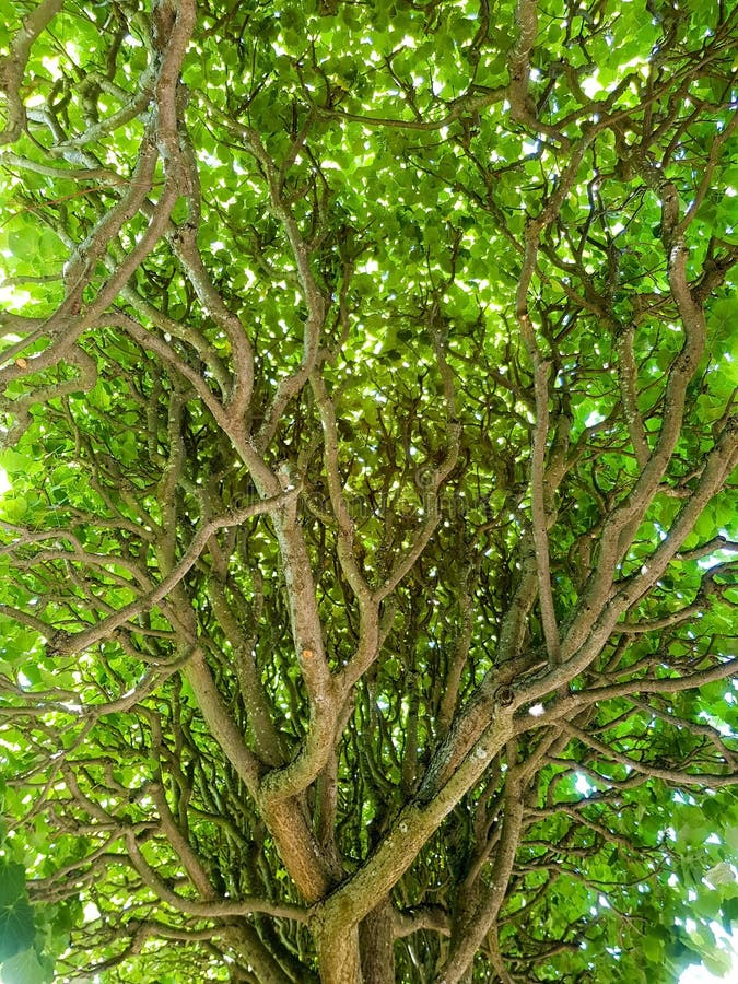 Beautiful Linden Tree Crown. Many Branches and Green Leaves Stock Photo ...