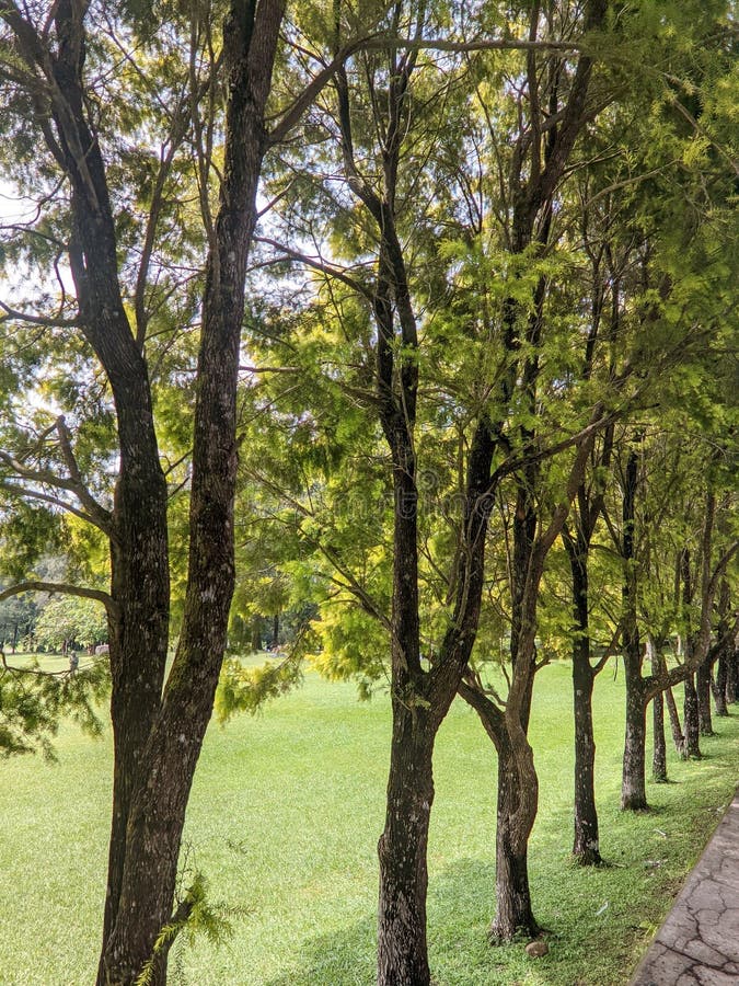 Beautiful Lined Trees Under the Hills Stock Image - Image of trees ...