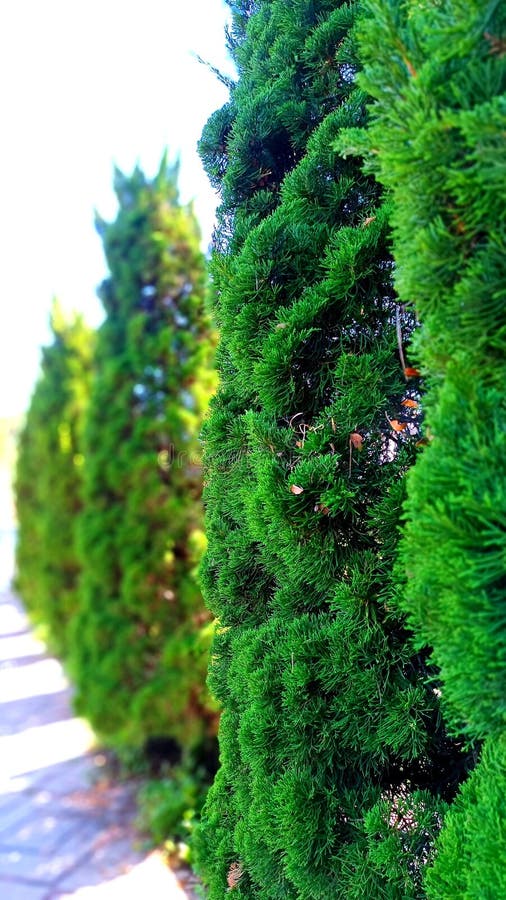 Beautiful Lines of Pine Trees in the Pedestrian Stock Image - Image of ...