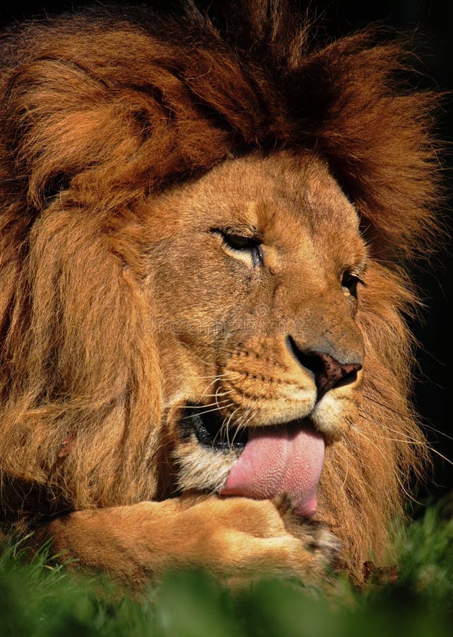 Beautiful lion stock photo. Image of mane, kenya, lion - 21318338