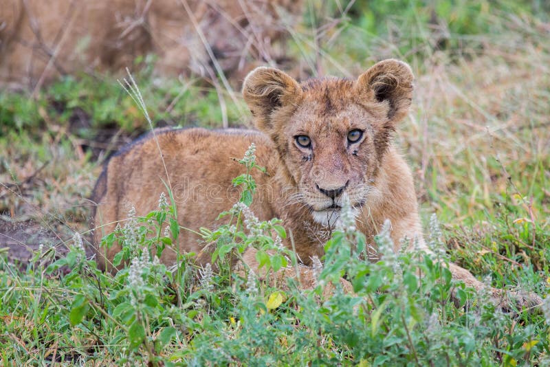Beautiful Lion in African National Park Stock Image - Image of animal ...