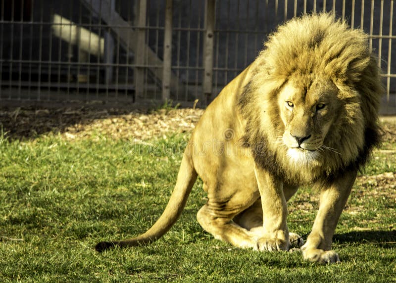 Lion King stock photo. Image of bright, africa, lion - 140568600