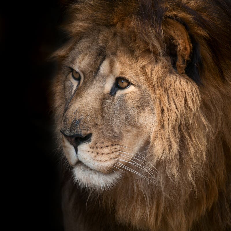 Beautiful lion stock photo. Image of majestic, male, mane - 43713984