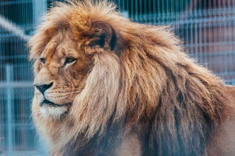 1,977 Lion Cage Stock Photos - Free & Royalty-Free Stock Photos from ...
