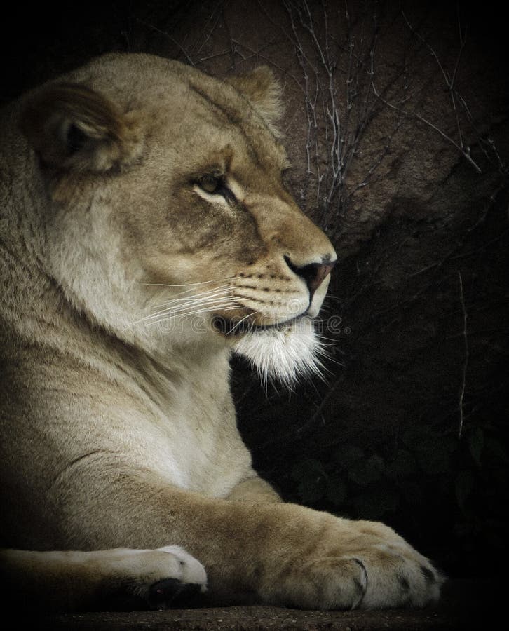 3,348 Calm Lion Stock Photos - Free & Royalty-Free Stock Photos from ...