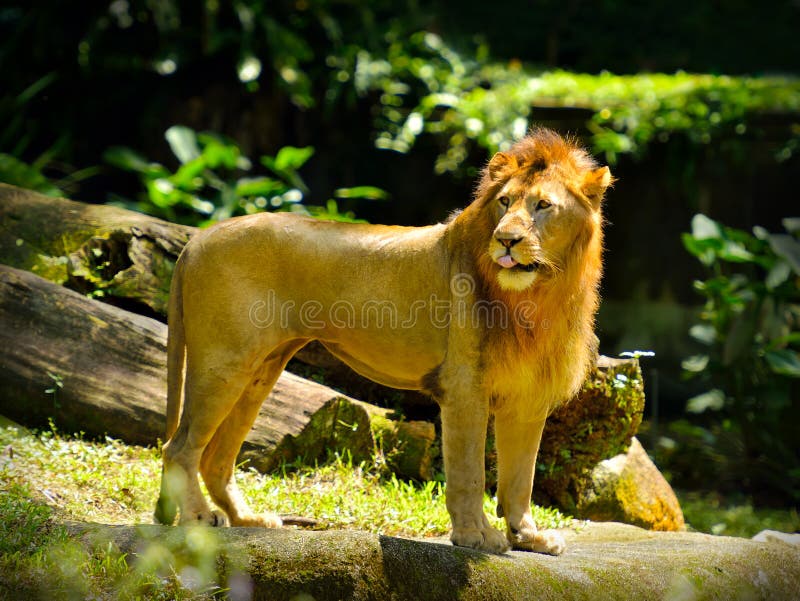 Beautiful lion stock photo. Image of african, active - 66550294