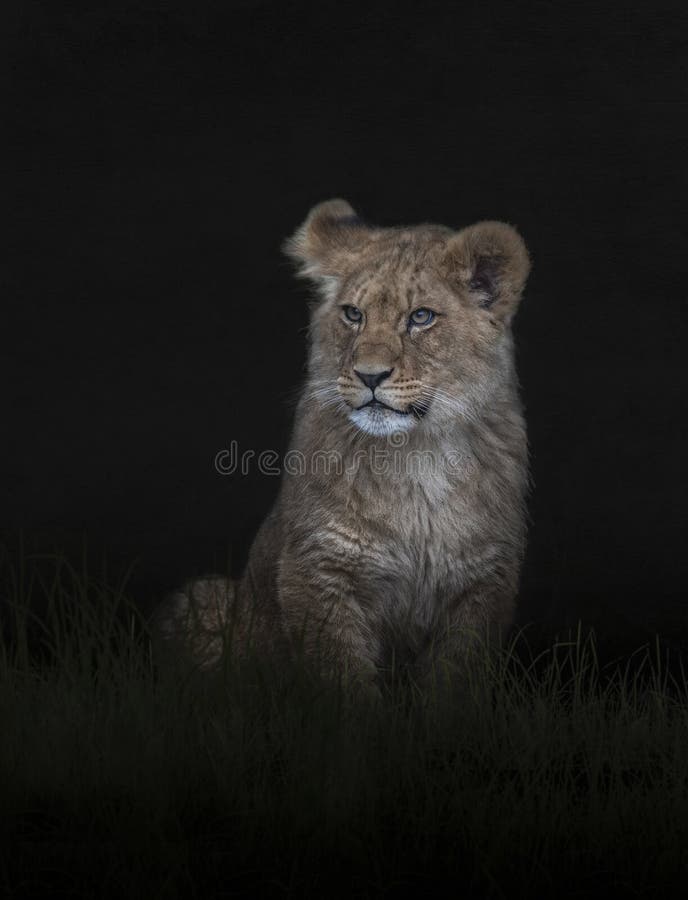Beautiful lion cub at dusk stock image. Image of dusk - 168319763