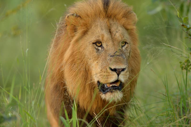 Lion Roaring Field Stock Photos - Free & Royalty-Free Stock Photos from ...