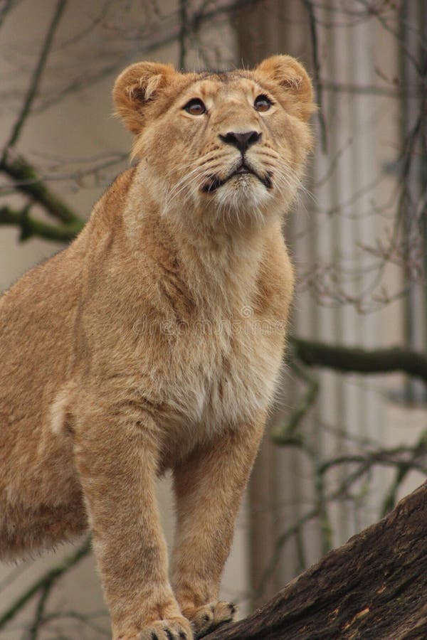 Beautiful lion stock image. Image of beautiful, little - 30752133