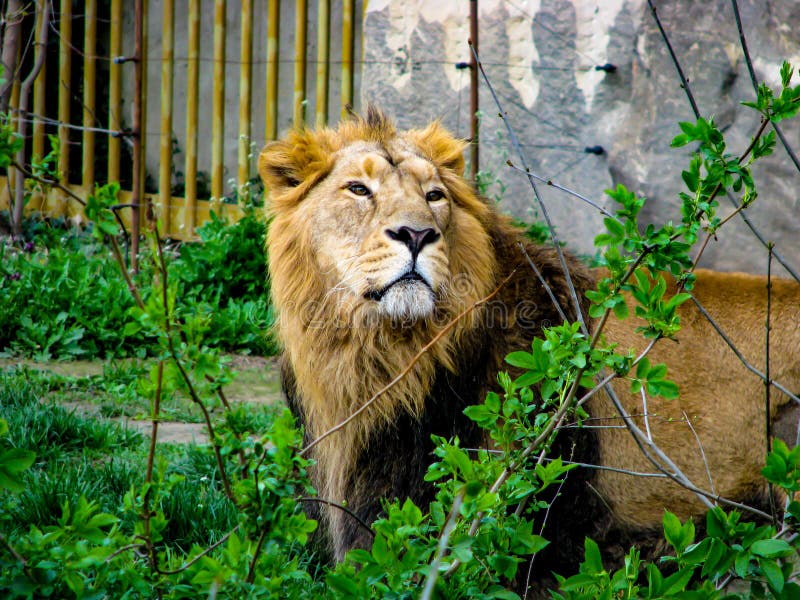 Beautiful Lion in Sunny Day - Head Detail Stock Photo - Image of ...
