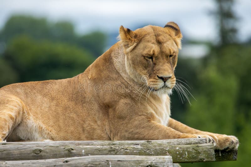 Beautiful Lioness Lying on Logs. Stock Image - Image of female, lioness ...