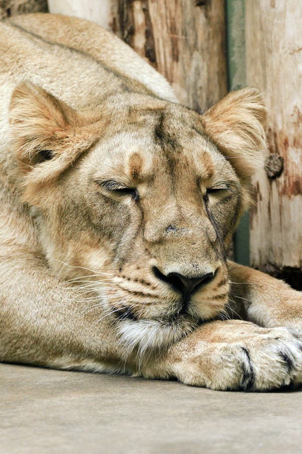 Beautiful lioness stock photo. Image of close, lion, panthera - 73782290